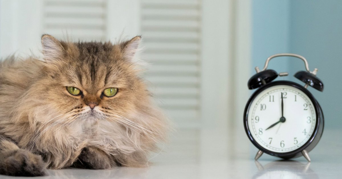 Maunzende Katzen und Rehe im Scheinwerferlicht: So bringt die ...