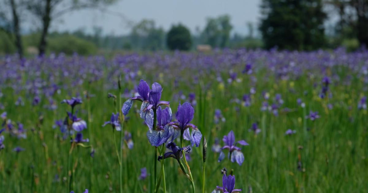 Schwertlilien und Störche: Attraktionen im Ruggeller Riet | W&O
