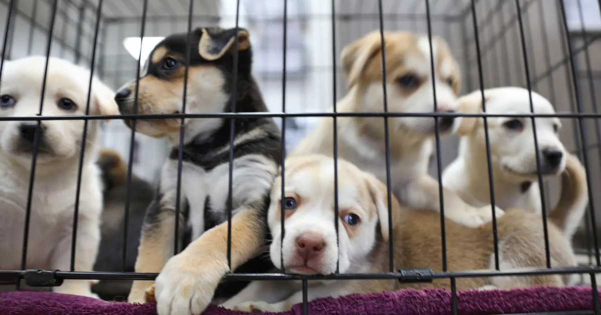«Welpen werden einfach entsorgt»: Wie ein Aktivist Leute im Hunde ...