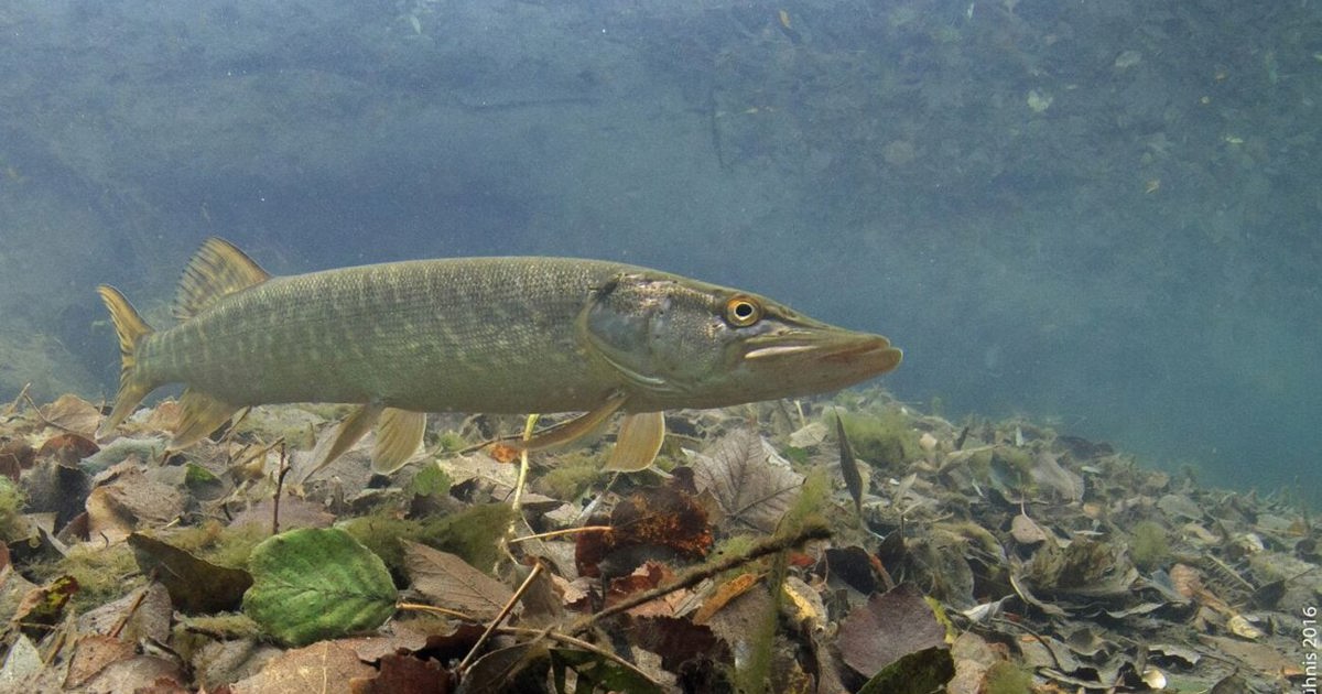 Fisch des Jahres 2023: Der Hecht ist ein eleganter und erfolgreicher ...