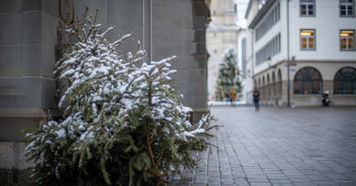 Entsorgt oder weiterverwendet: Des Christbaums letzte Wege | W&O