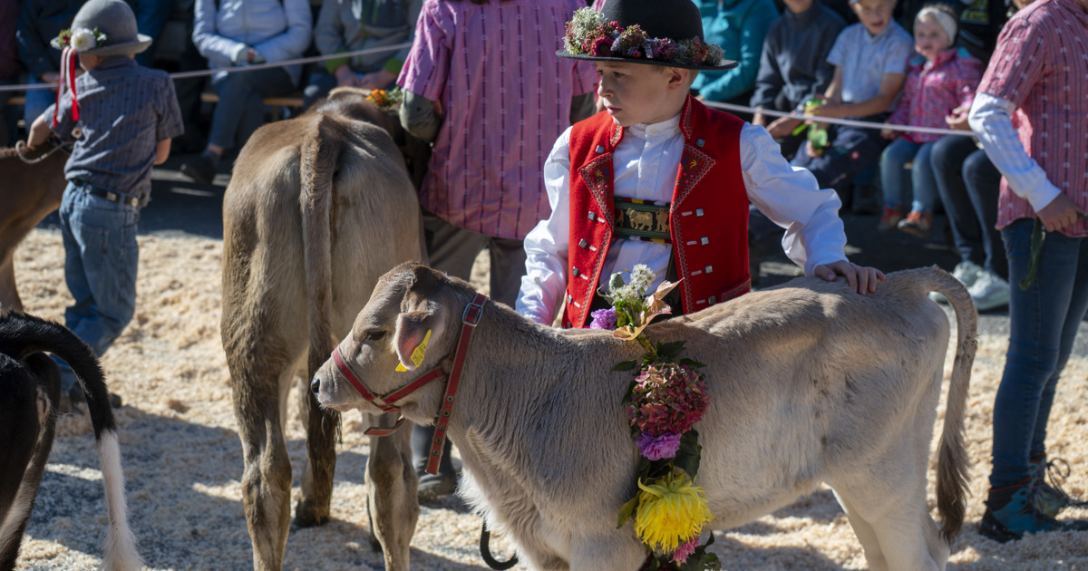 Viehschau Wartau: Schon die Kleinsten üben sich als Züchter | W&O
