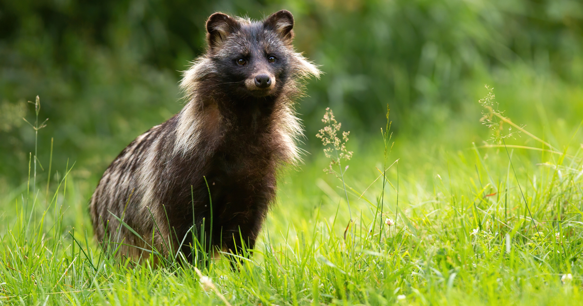 Eine kleine Sensation: Erstmals wurde ein Marderhund nachgewiesen | W&O