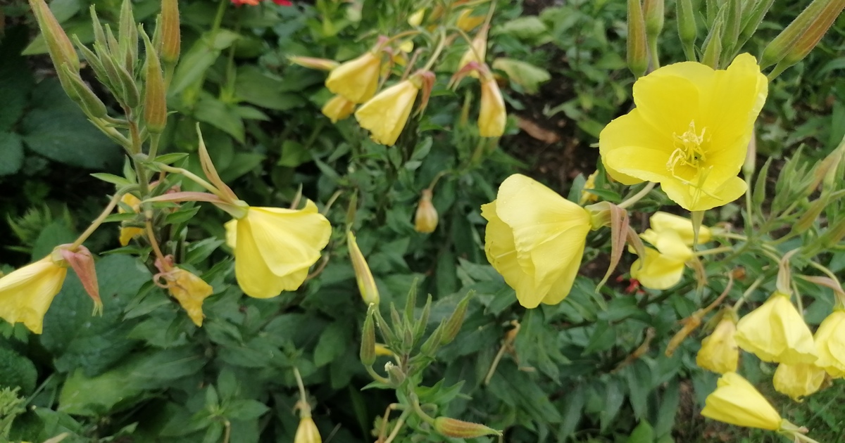 Gartentipp: Schinkenwurzeln sind essbar | W&O